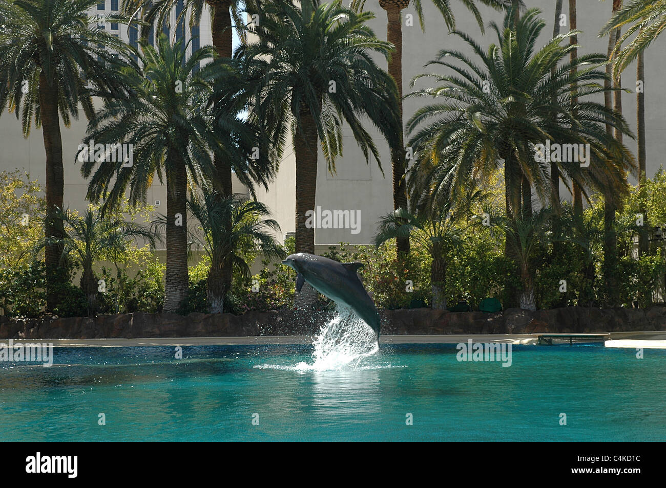 A dolphin performs a flip at Siegfried & Roy's Secret Garden and ...