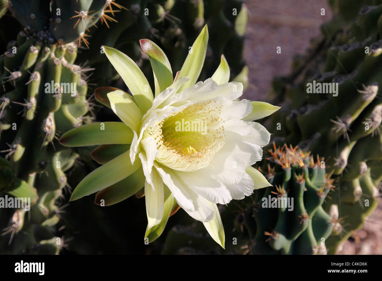 Early morning cactus bloom, Cereus peruvianus, Phoenix, Arizona Stock ...
