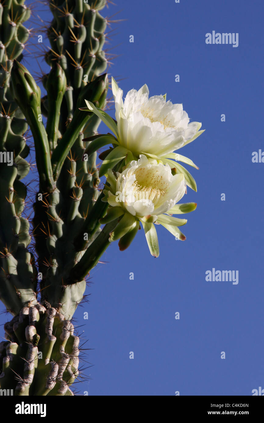 Cereus peruvianus hi-res stock photography and images - Alamy