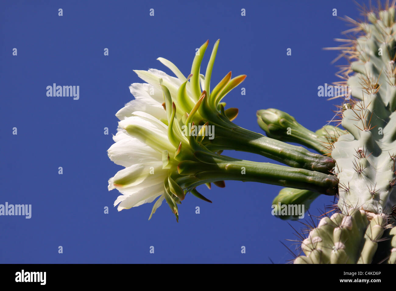 Early morning cactus bloom, Cereus peruvianus, Phoenix, Arizona Stock ...