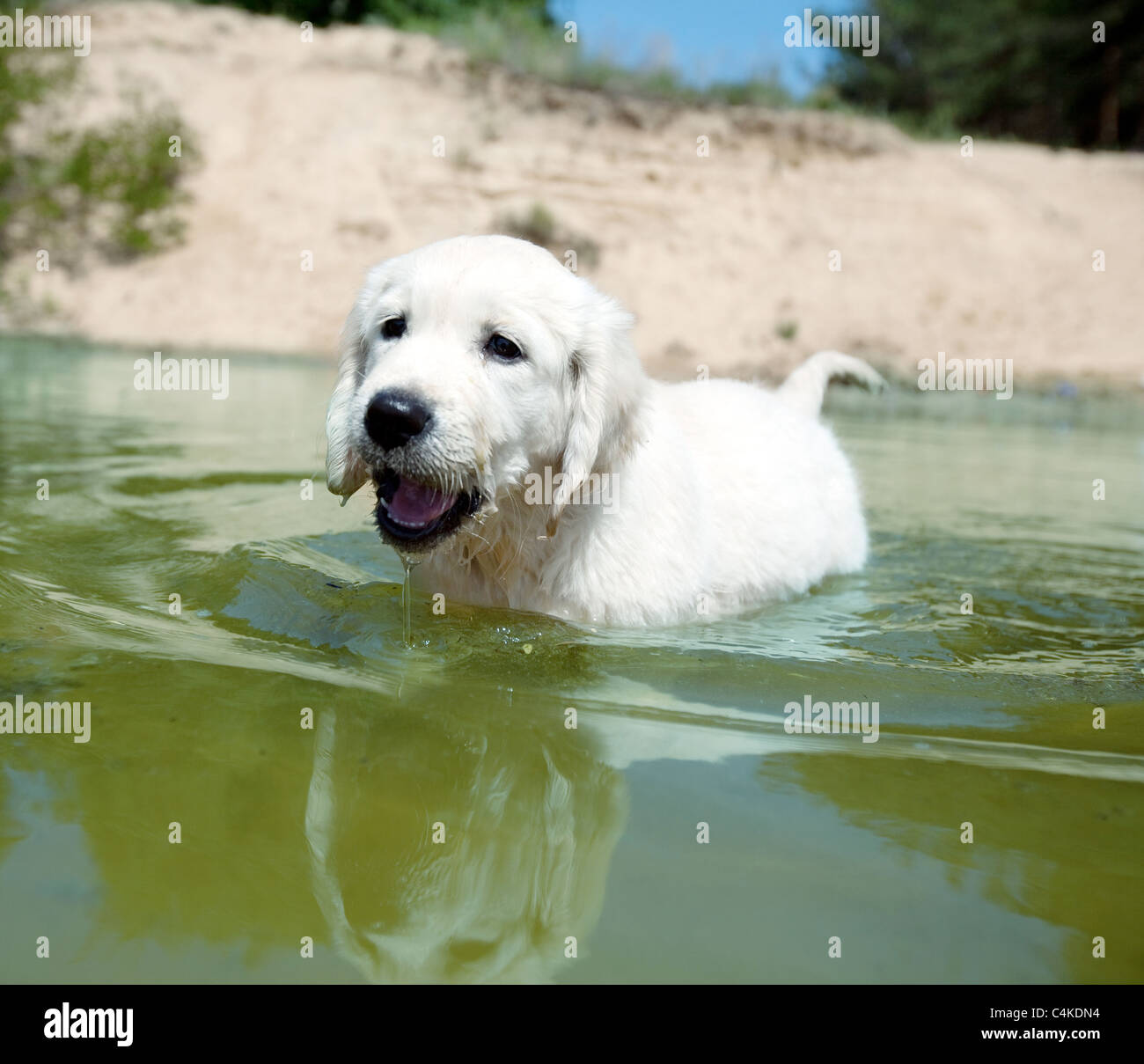 Puppy Labrador retriever in river Stock Photo - Alamy