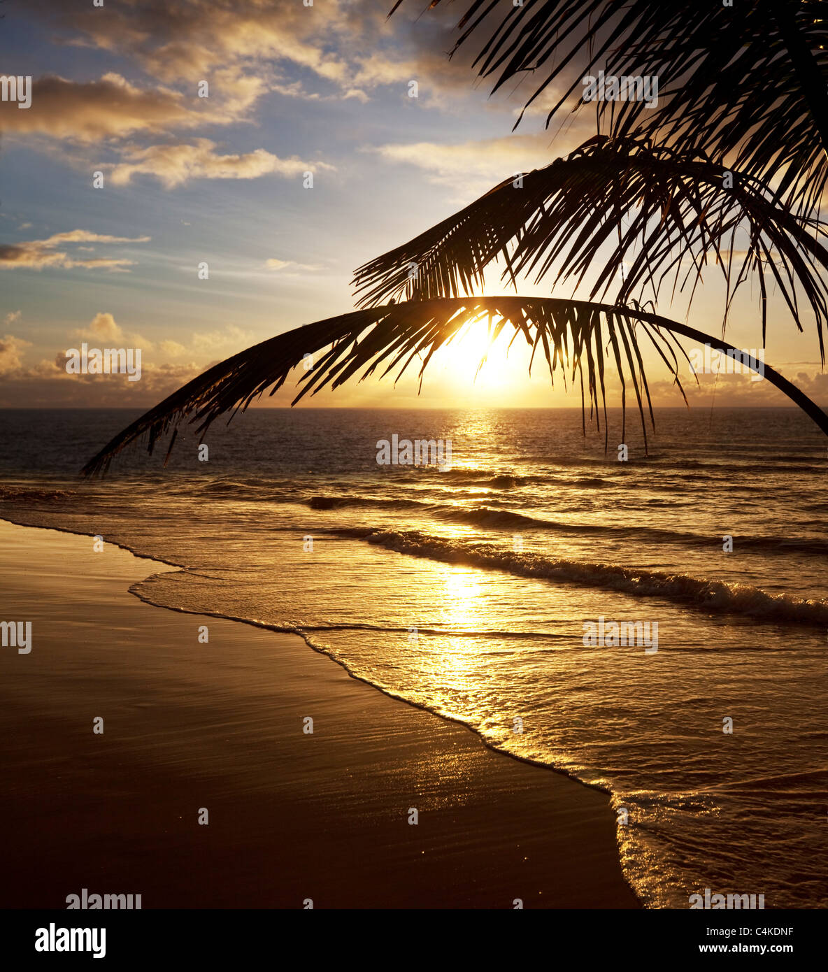 Tropical beach on Hawaii island Stock Photo - Alamy