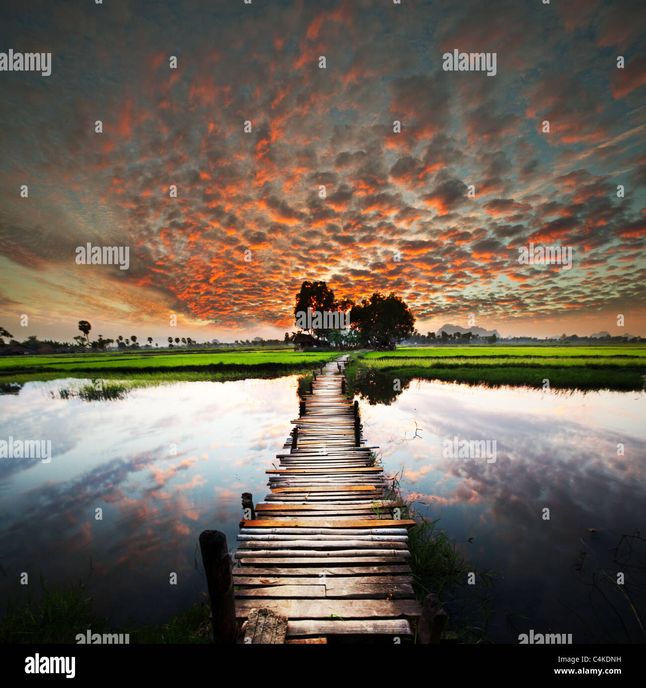 Boardwalk on tropical river Stock Photo - Alamy