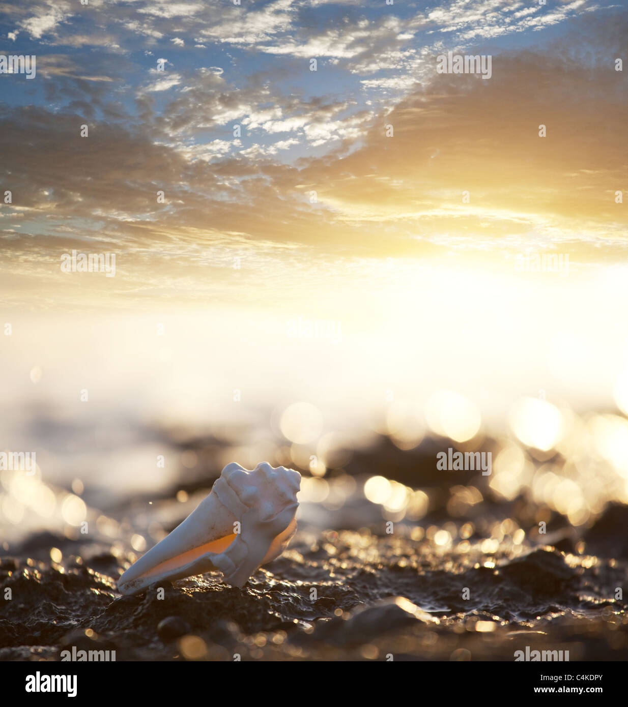 Shell on sea beach Stock Photo - Alamy
