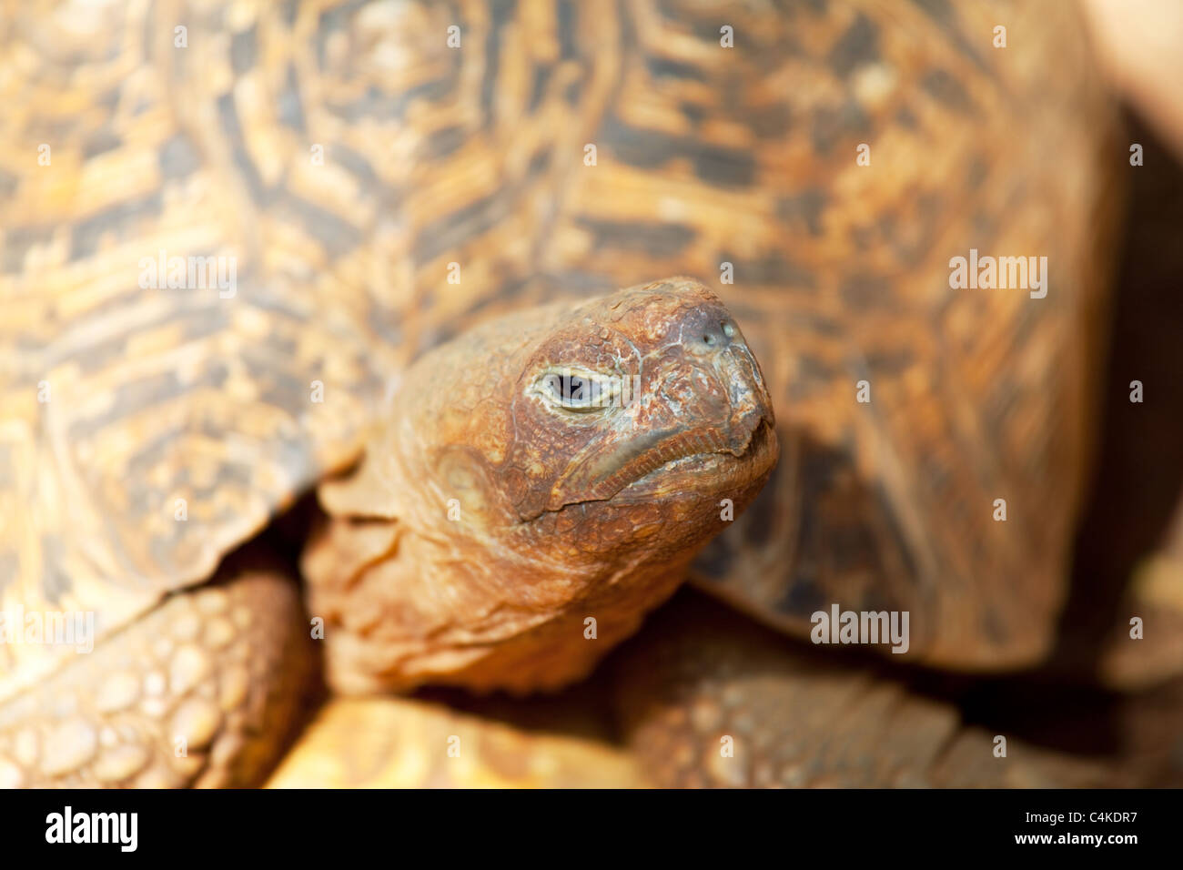 turtle in Kenya Stock Photo - Alamy