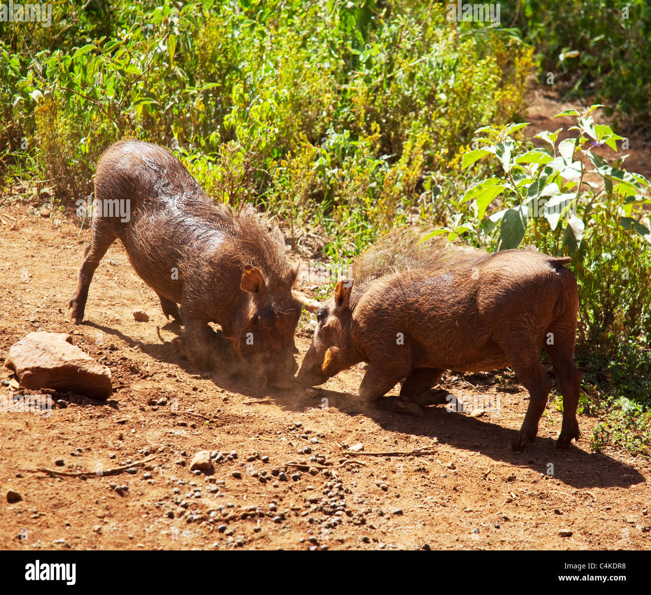 Male warthog warts hi-res stock photography and images - Alamy