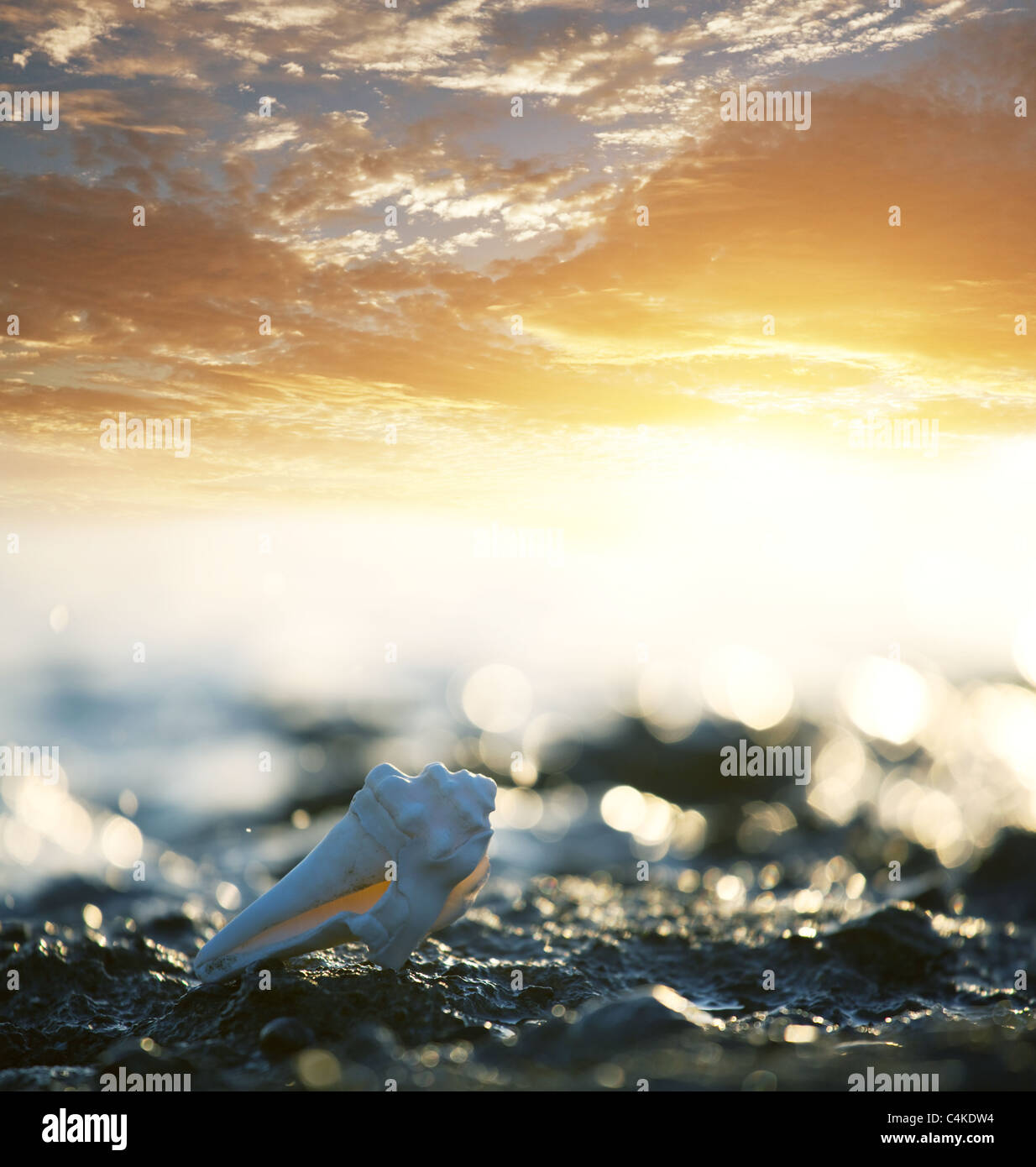 Shell on sea beach Stock Photo - Alamy