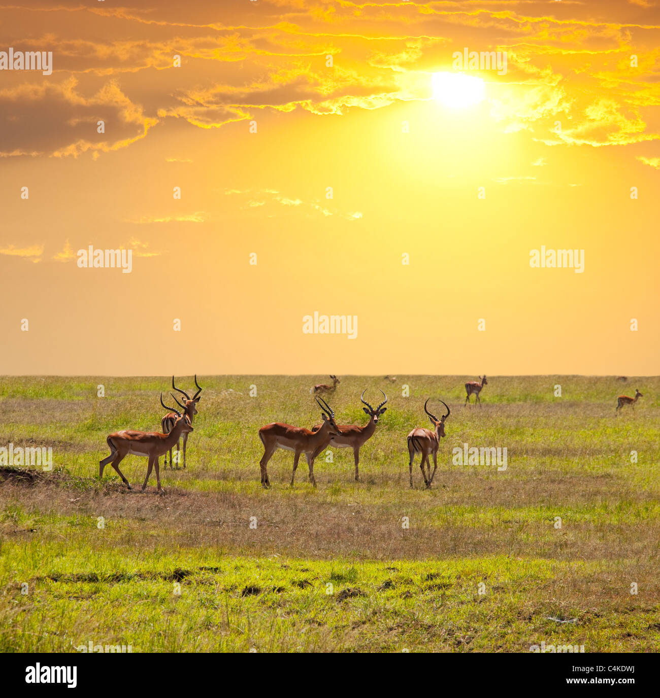 antelope in bush Stock Photo - Alamy