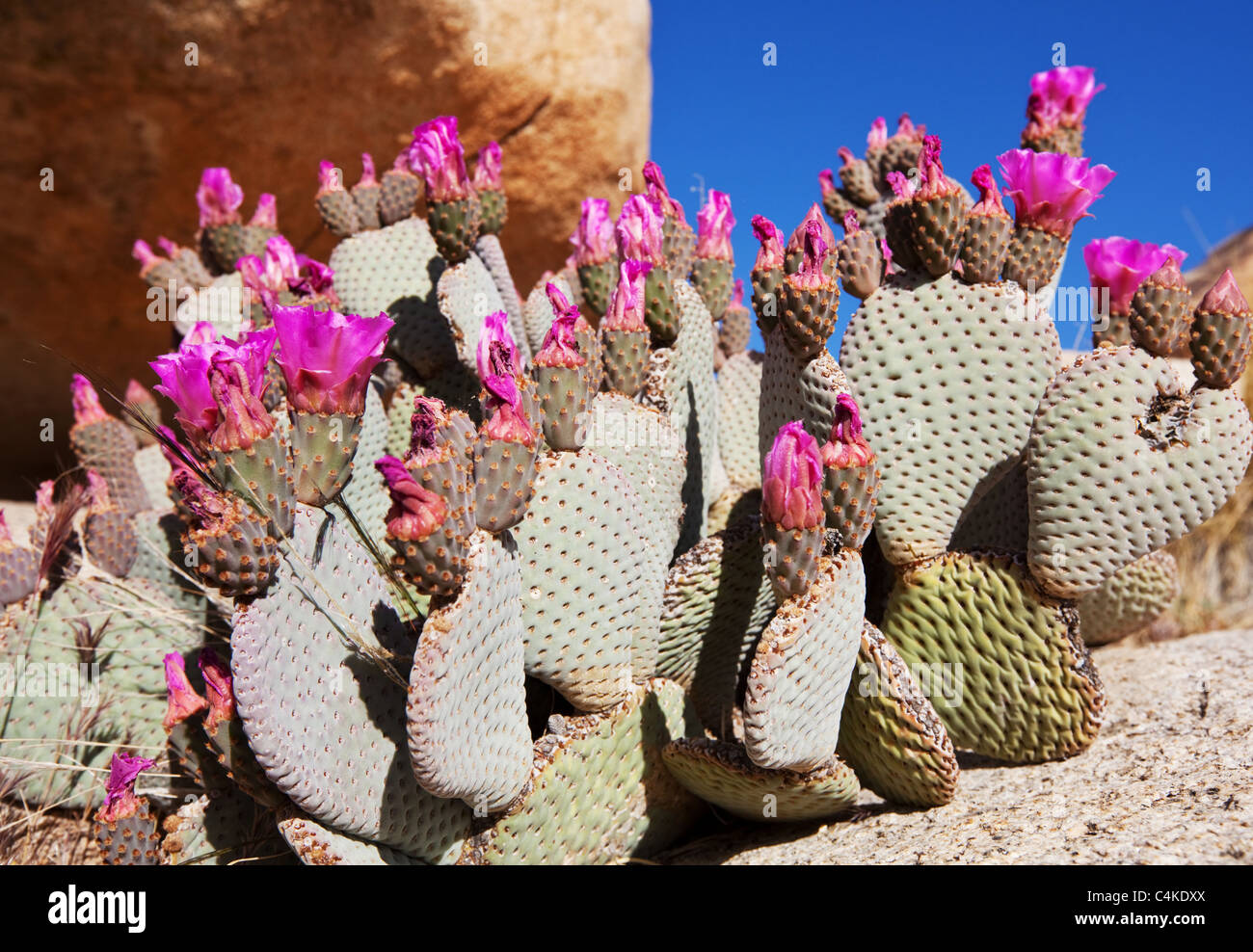 cactus in Joshua tree national Park,USA Stock Photo - Alamy