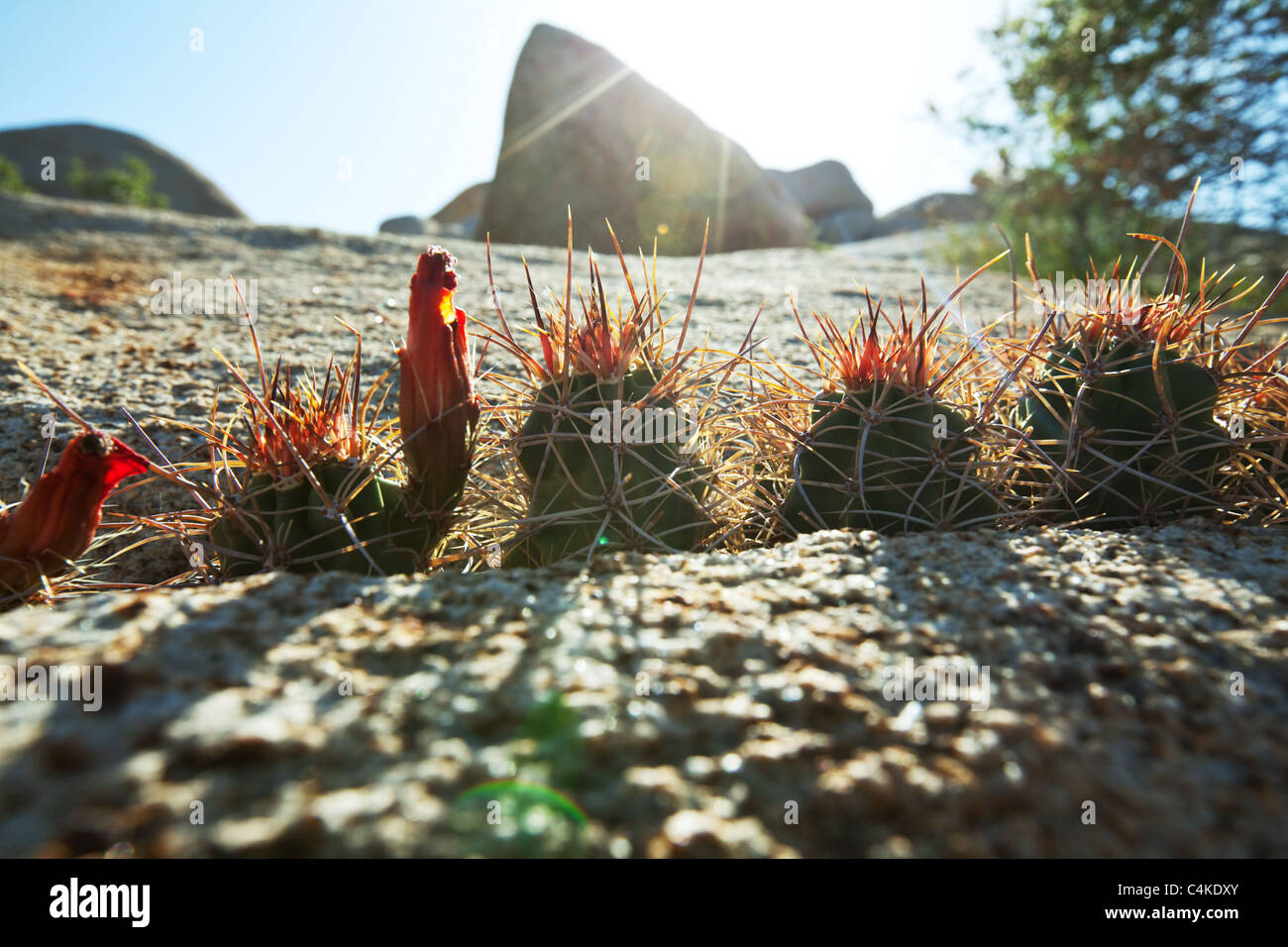 cactus in Joshua tree Park,USA Stock Photo - Alamy