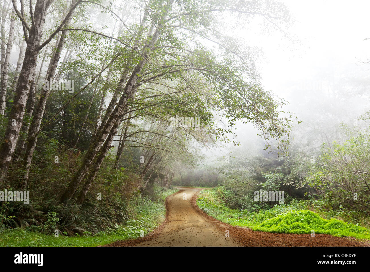 Magic forest of misty Stock Photo - Alamy