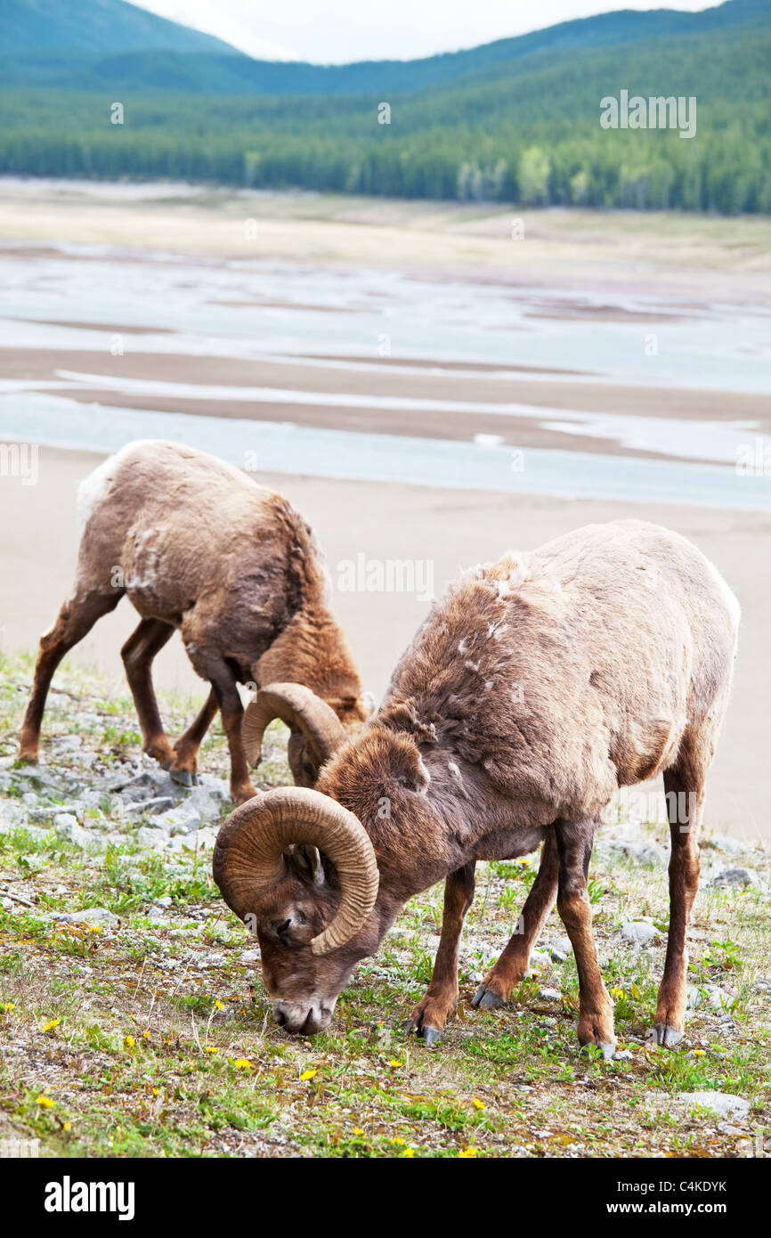 Bighorn wild goat,Canada Stock Photo - Alamy