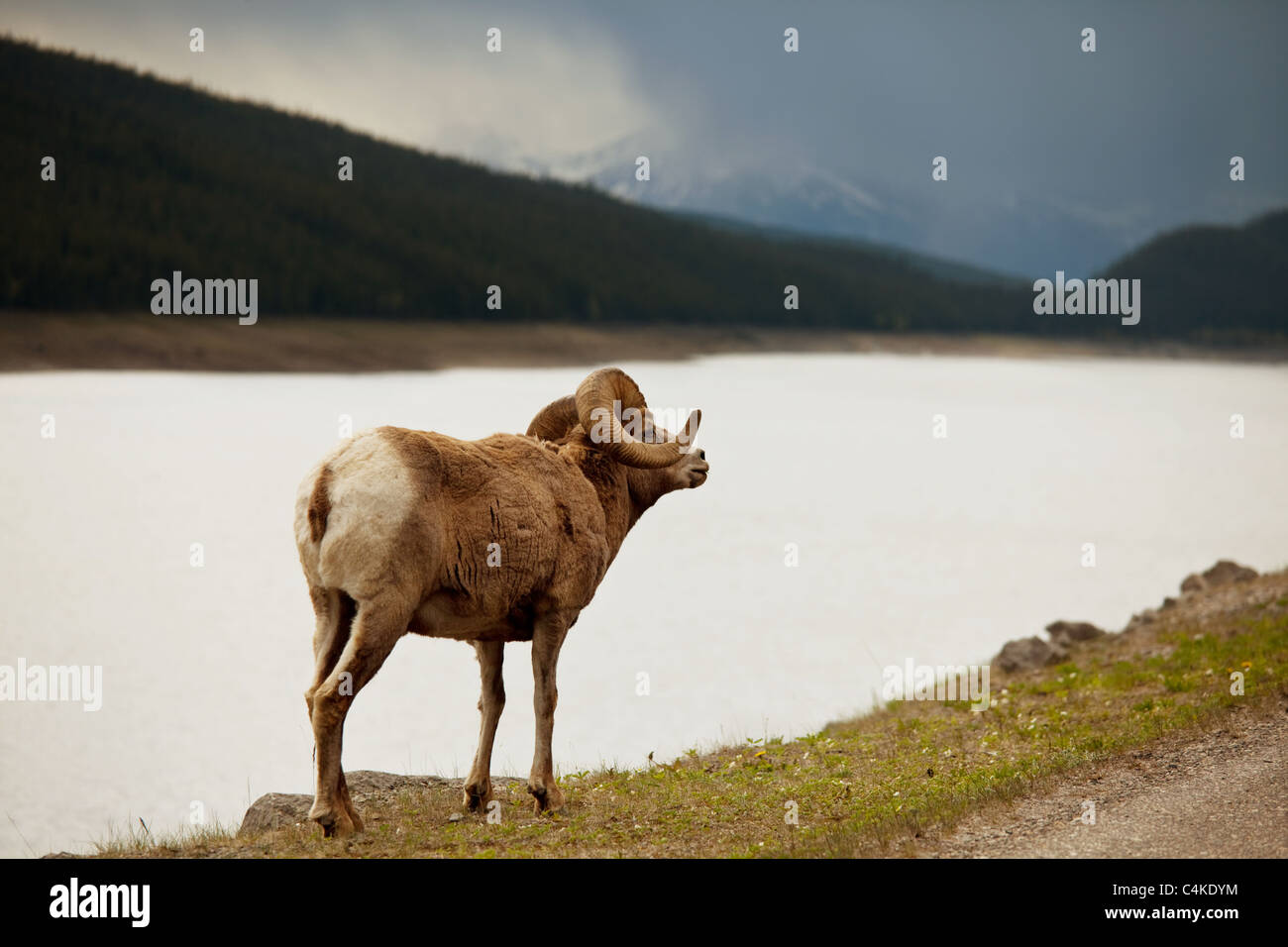 Wildlife canada goat hi-res stock photography and images - Alamy