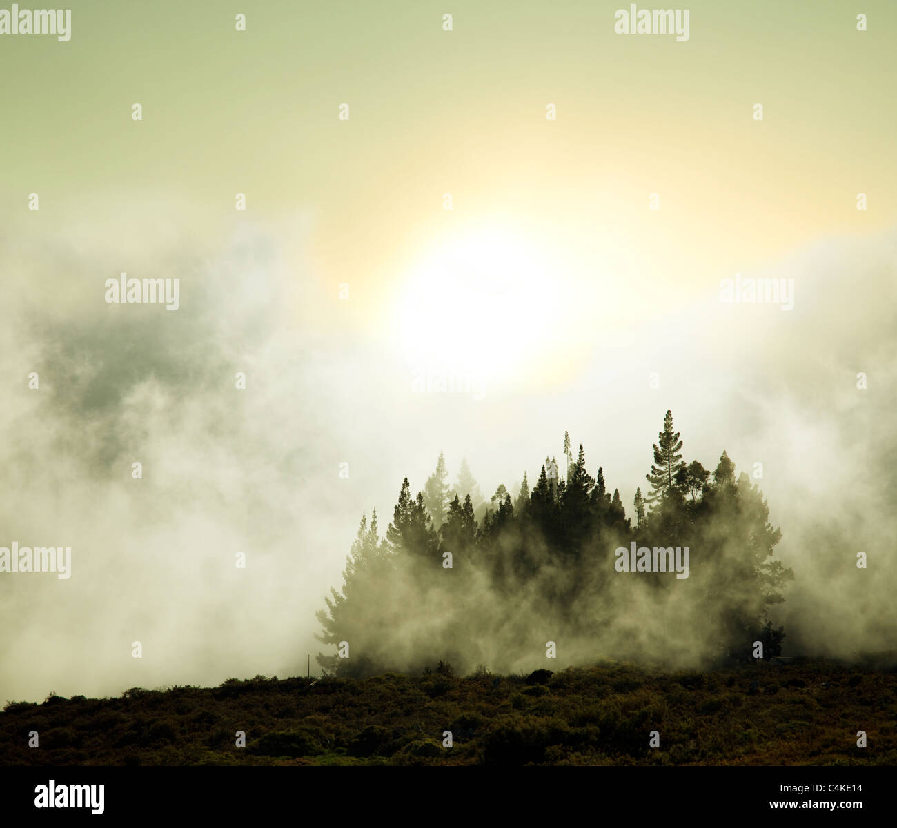 Magic forest of misty Stock Photo - Alamy