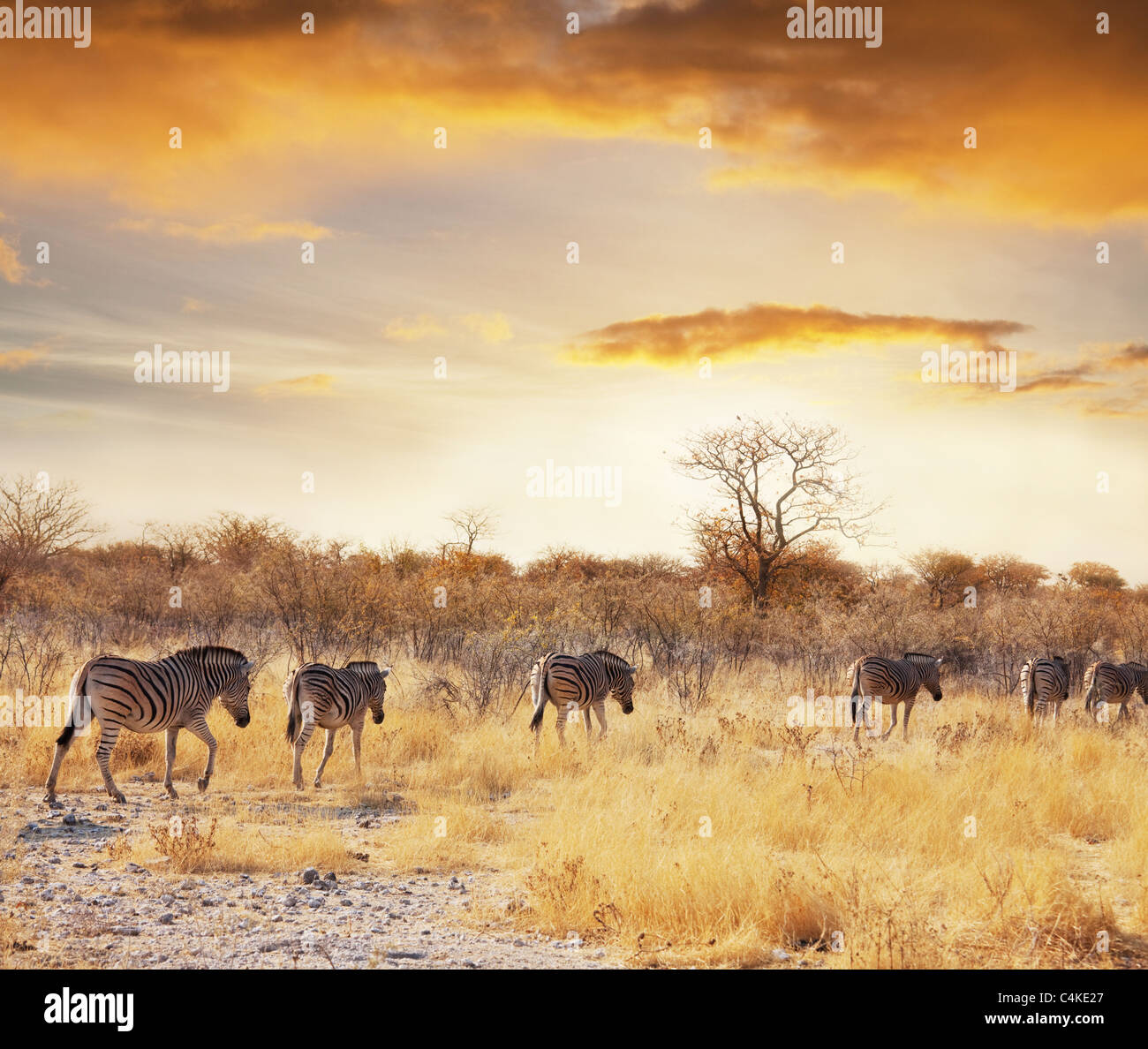 african safari -zebra crew on sunset in Etosha,Namibia Stock Photo - Alamy