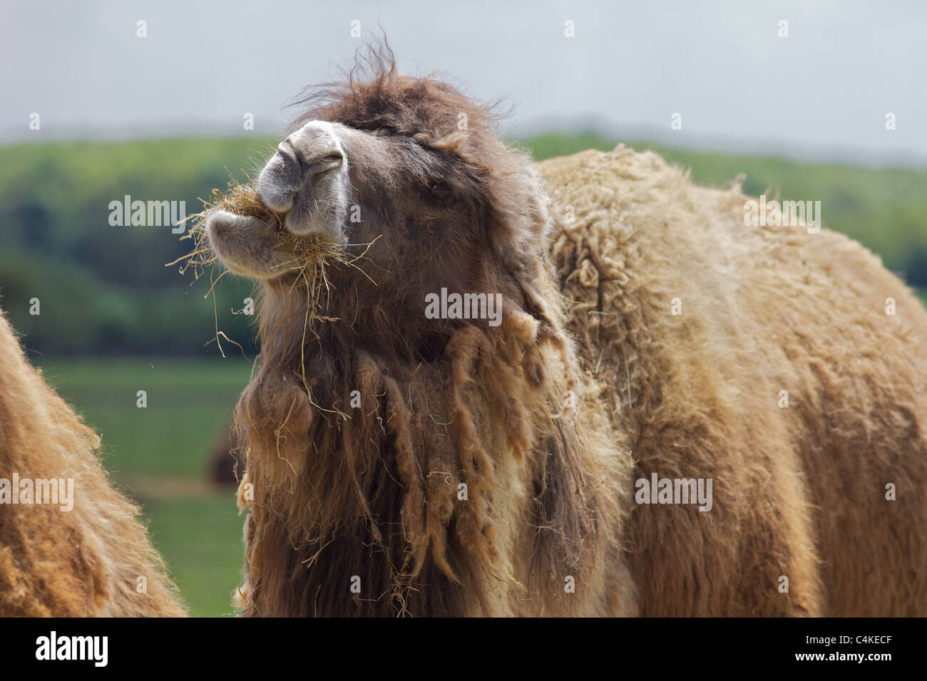 A molting Bactrian camel in Whipsnade zoo, England Stock Photo - Alamy