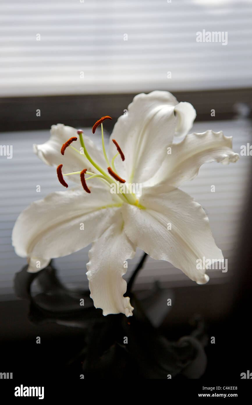 A close up of a White Lilley Stock Photo - Alamy