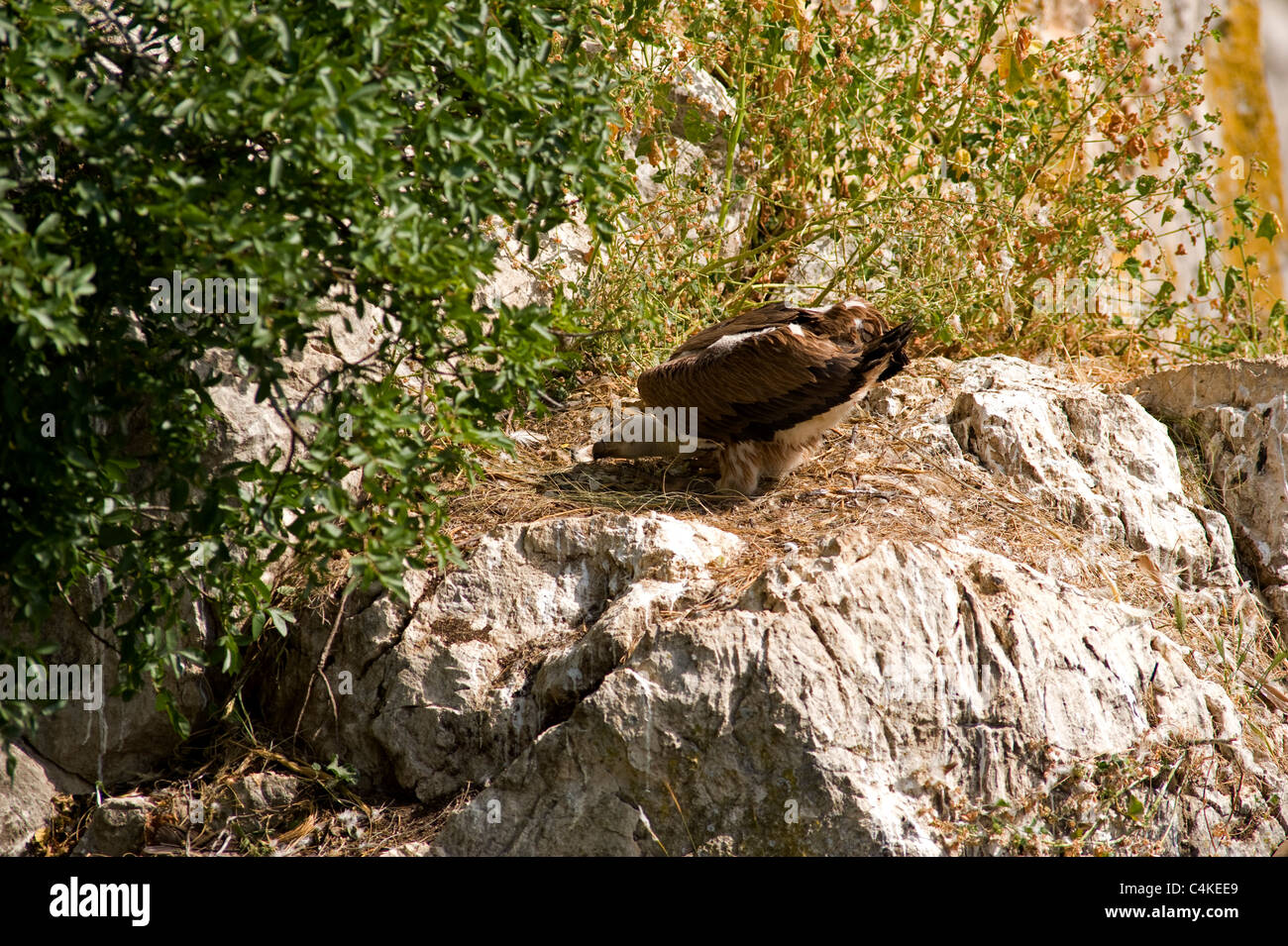 Juvenile Eurasian Griffon Vulture defecating over side of nest Stock ...