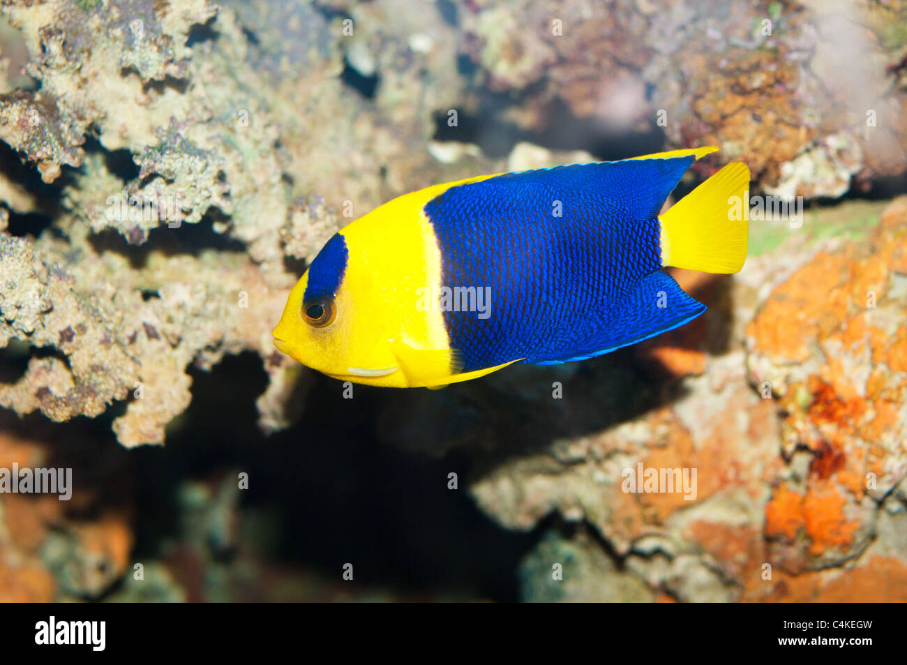 Bicolor Angelfish closeup Stock Photo - Alamy