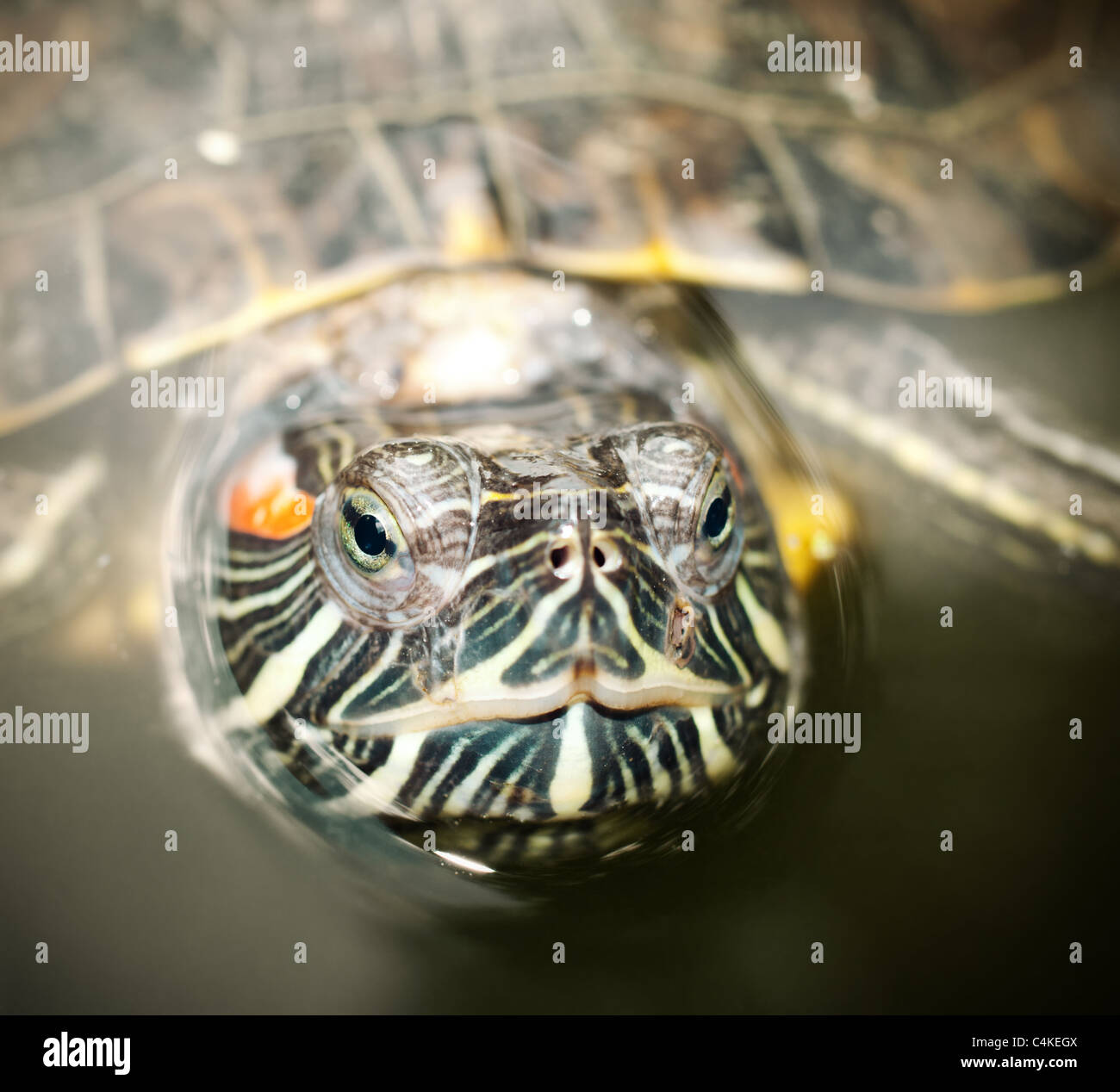 Closeup turtle hi-res stock photography and images - Alamy