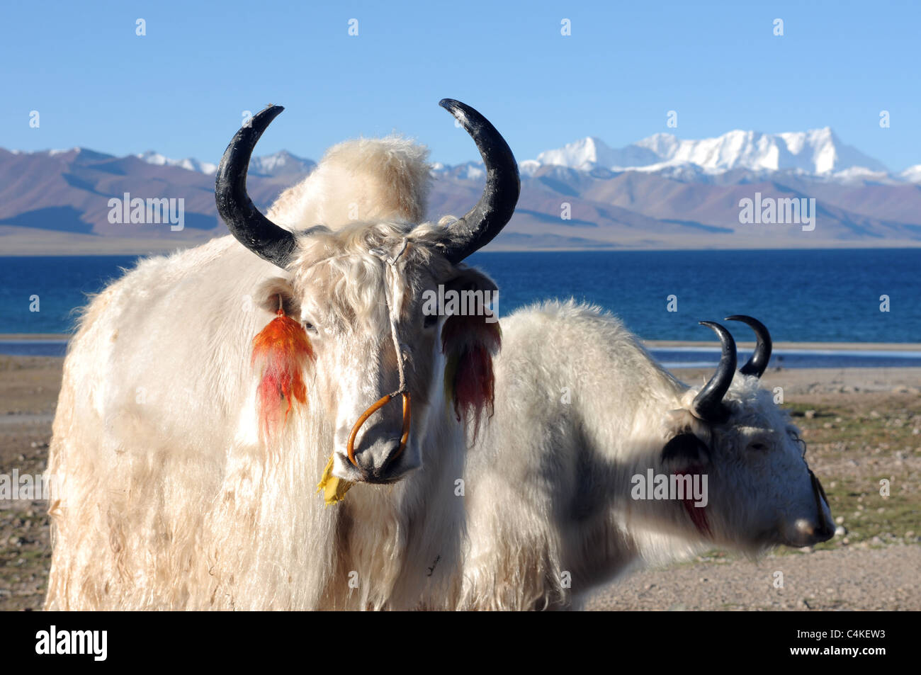Tibetan yak farm hi-res stock photography and images - Alamy
