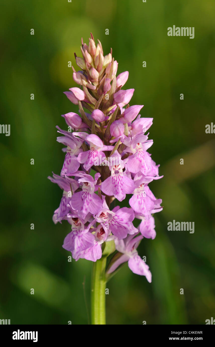 Marsh orchid wiltshire hi-res stock photography and images - Alamy