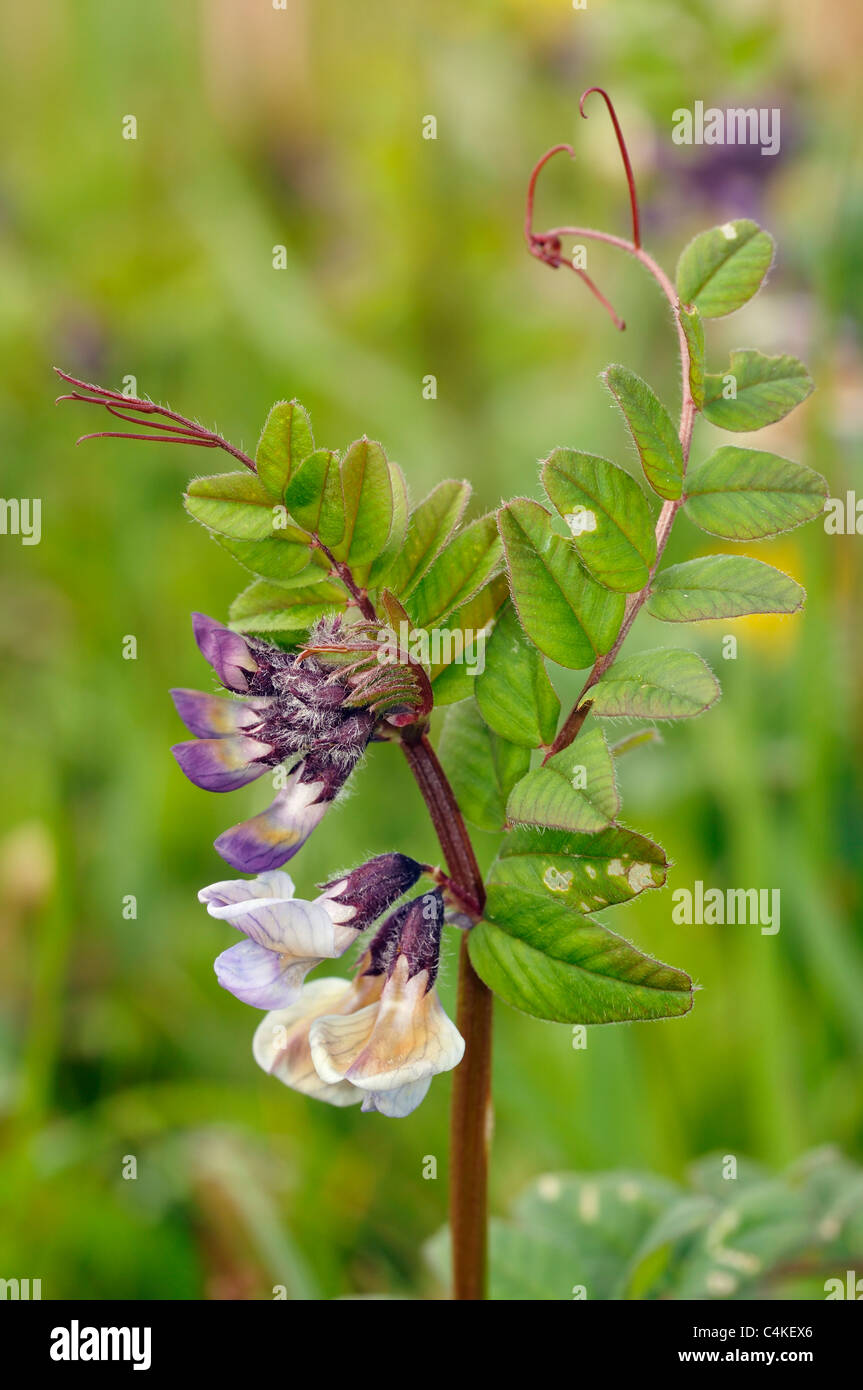 Bush vetch vicia sepium fabaceae hi-res stock photography and images ...