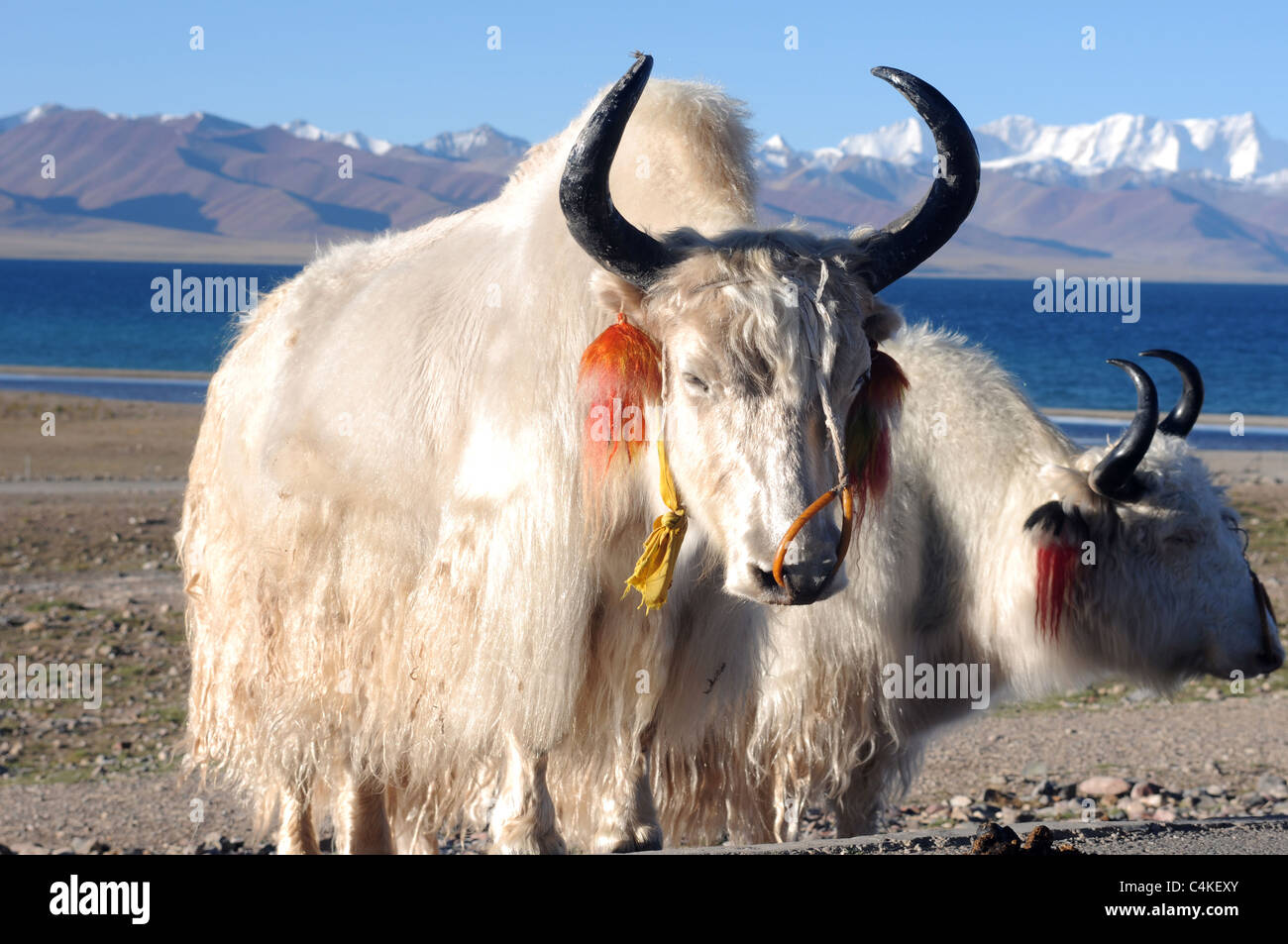 Yaks at the bank of a blue lake in Tibet Stock Photo - Alamy