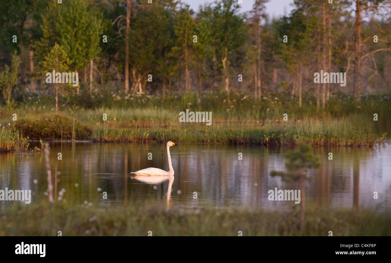 Swan at night hi-res stock photography and images - Alamy