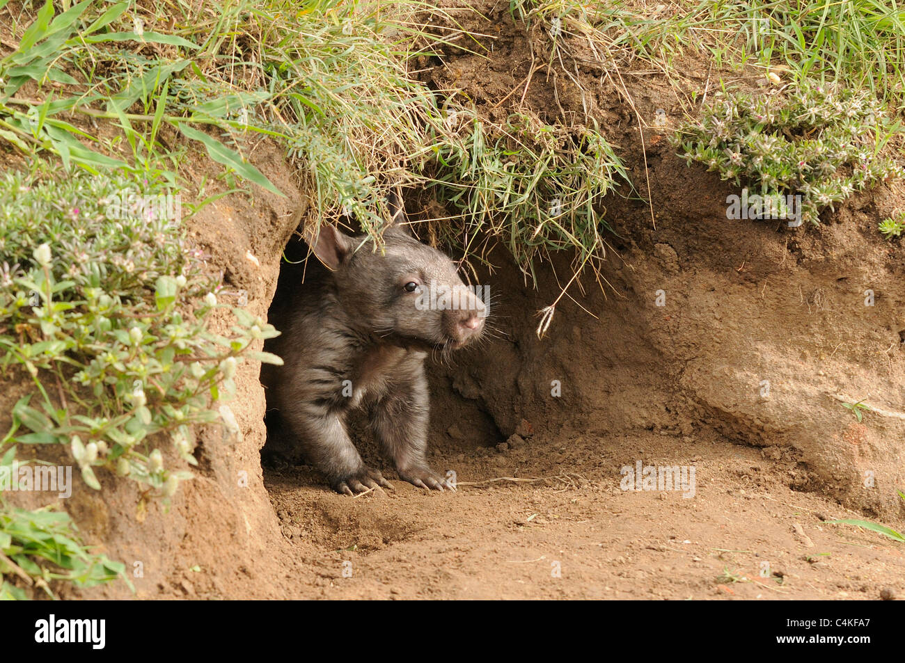 Wombat Burrow Tunnels