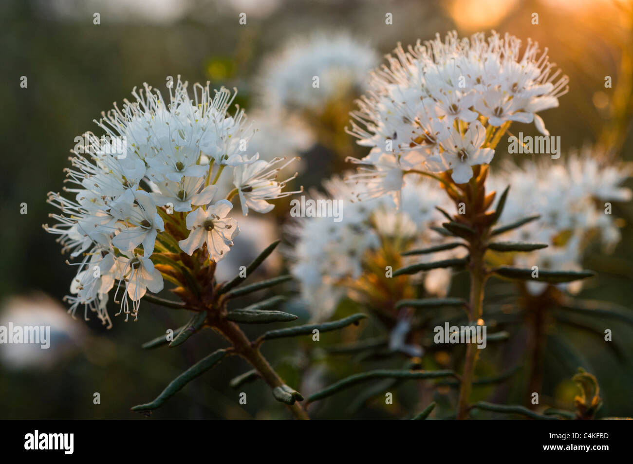 Marsh Labrador Tea at summer night Stock Photo - Alamy