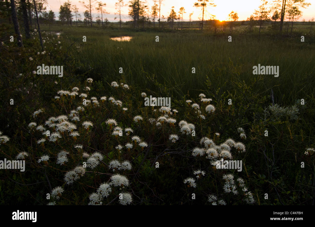 Marsh Labrador Tea at sunset Stock Photo - Alamy