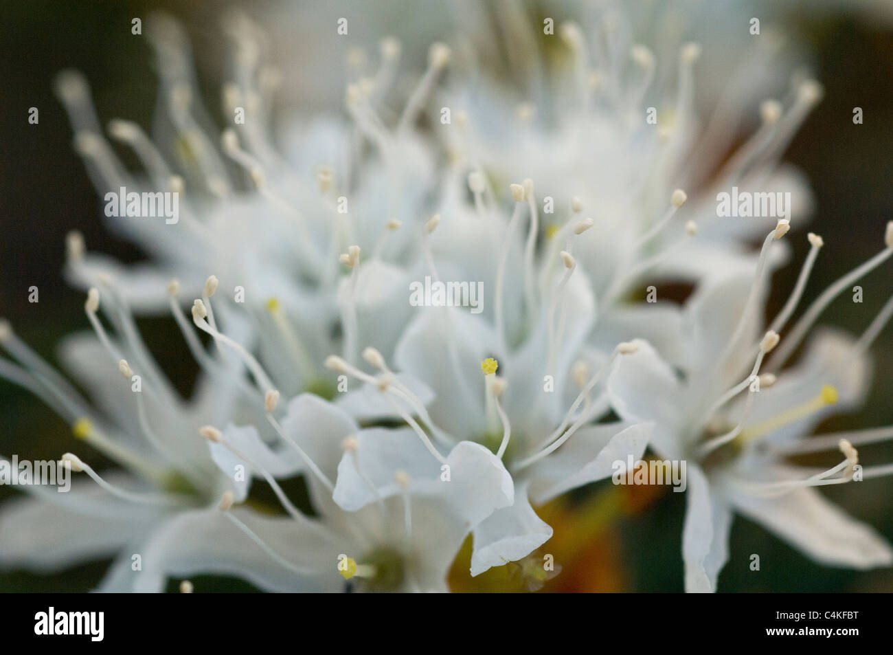 Marsh Labrador Tea blossom Stock Photo - Alamy