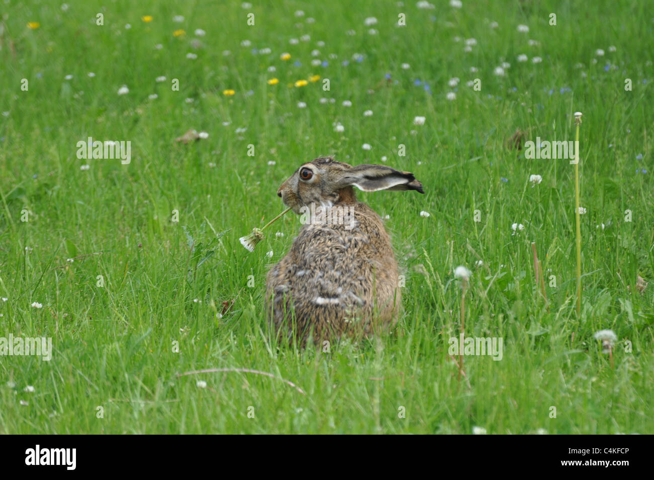 Rabbit feet hi-res stock photography and images - Alamy