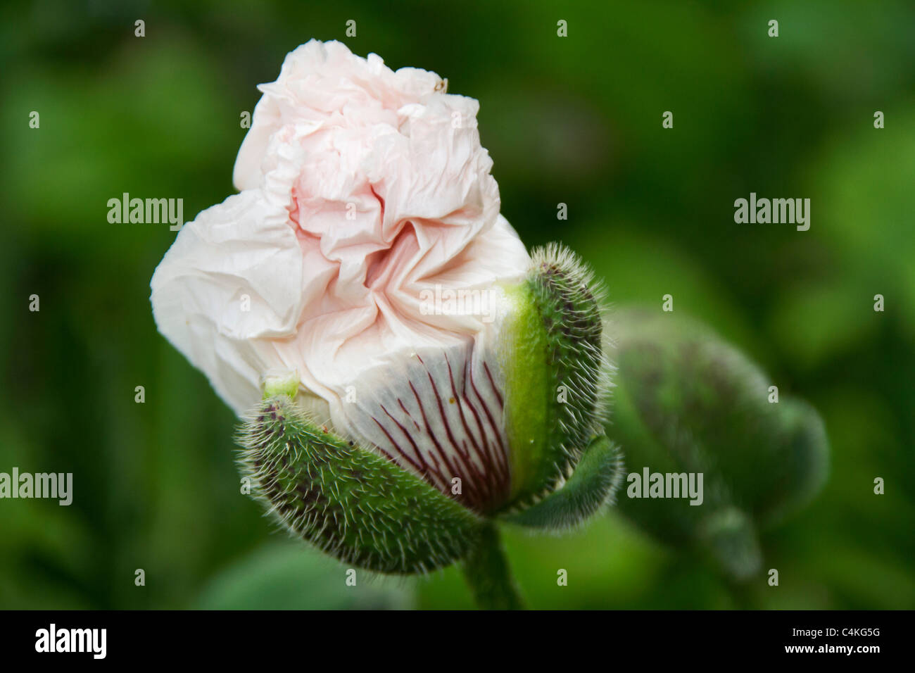 Open poppy bud hi-res stock photography and images - Alamy