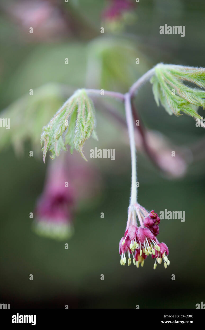 Flower of Acer Palmatum dissectum Stock Photo - Alamy