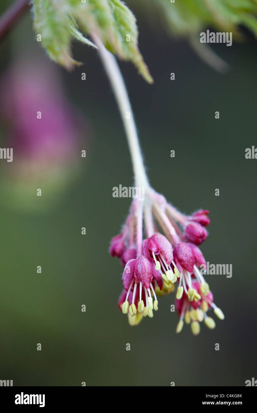 Flower of Acer Palmatum dissectum Stock Photo - Alamy