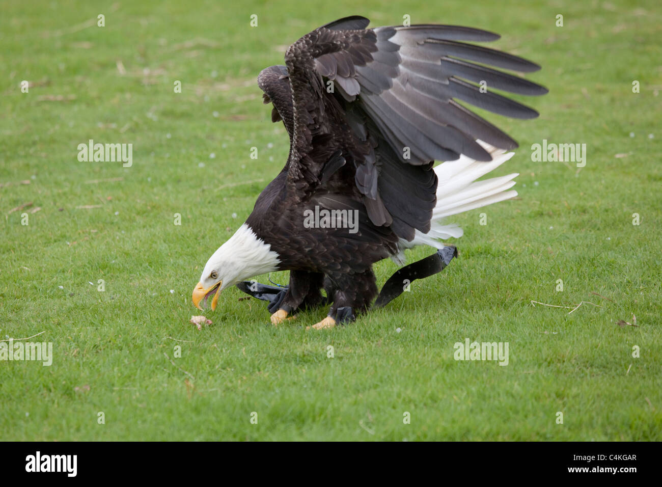 Bald eagle food hi-res stock photography and images - Alamy