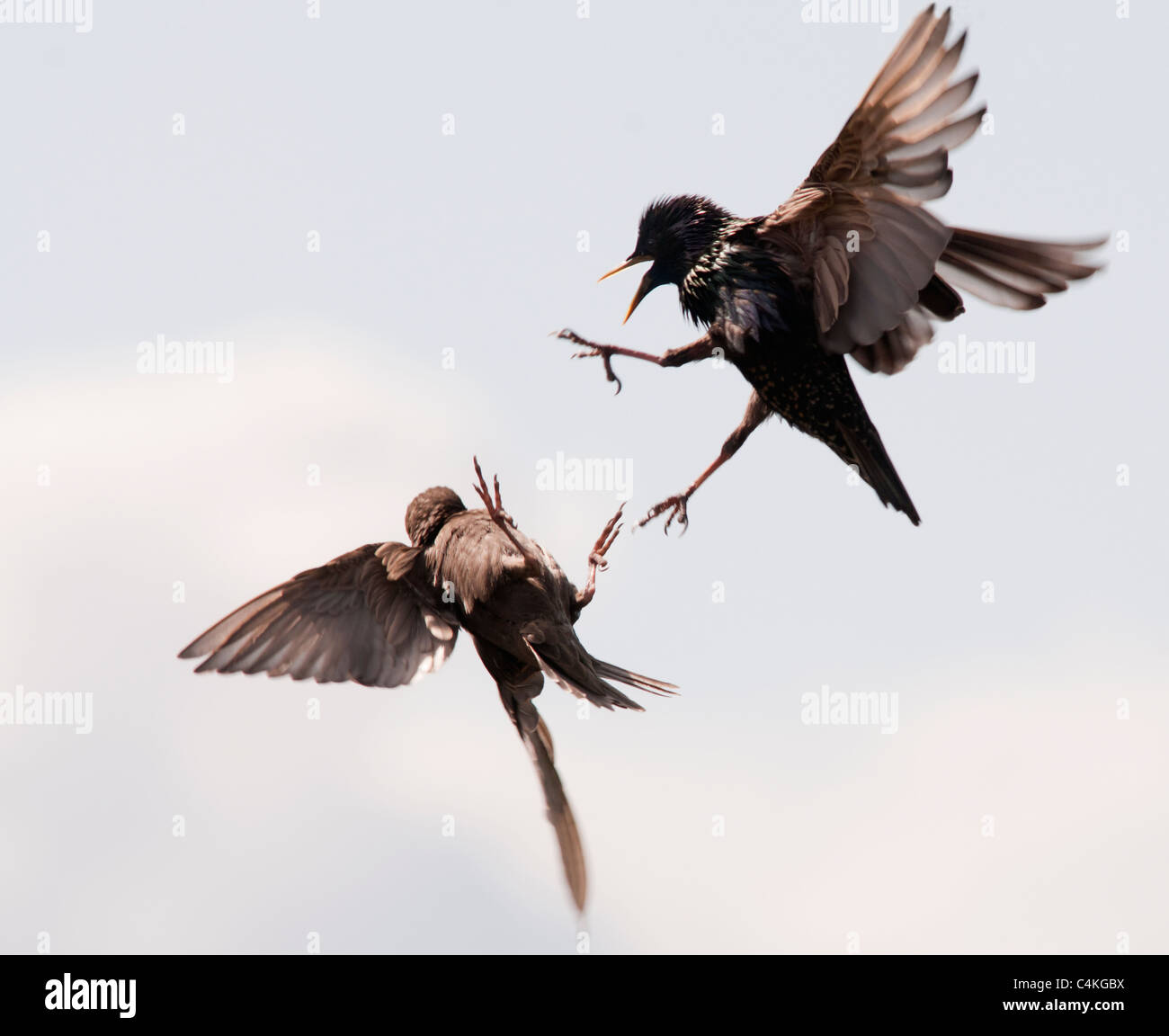 Quarrelling hi-res stock photography and images - Alamy