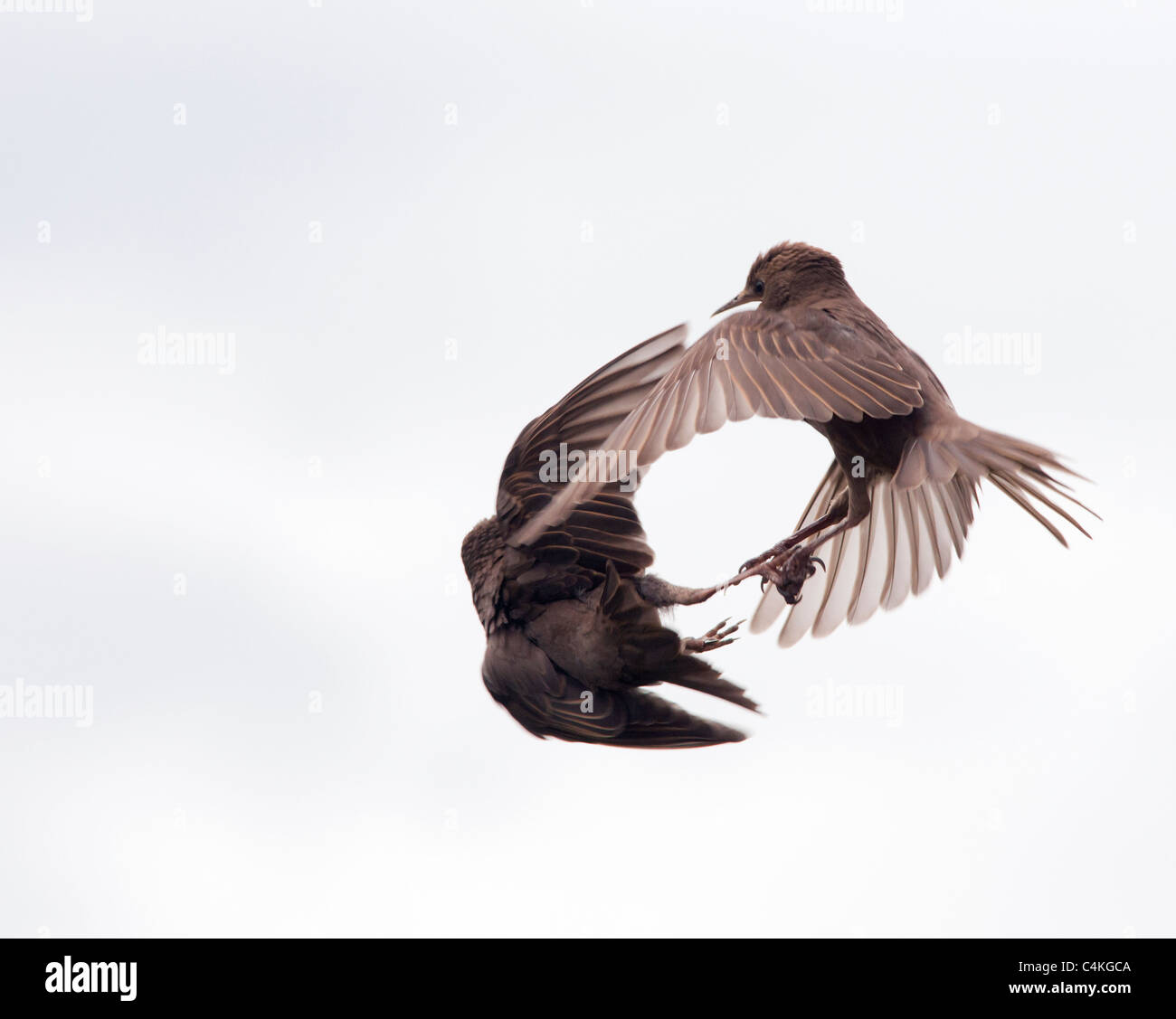 Juvenile starlings hi-res stock photography and images - Alamy