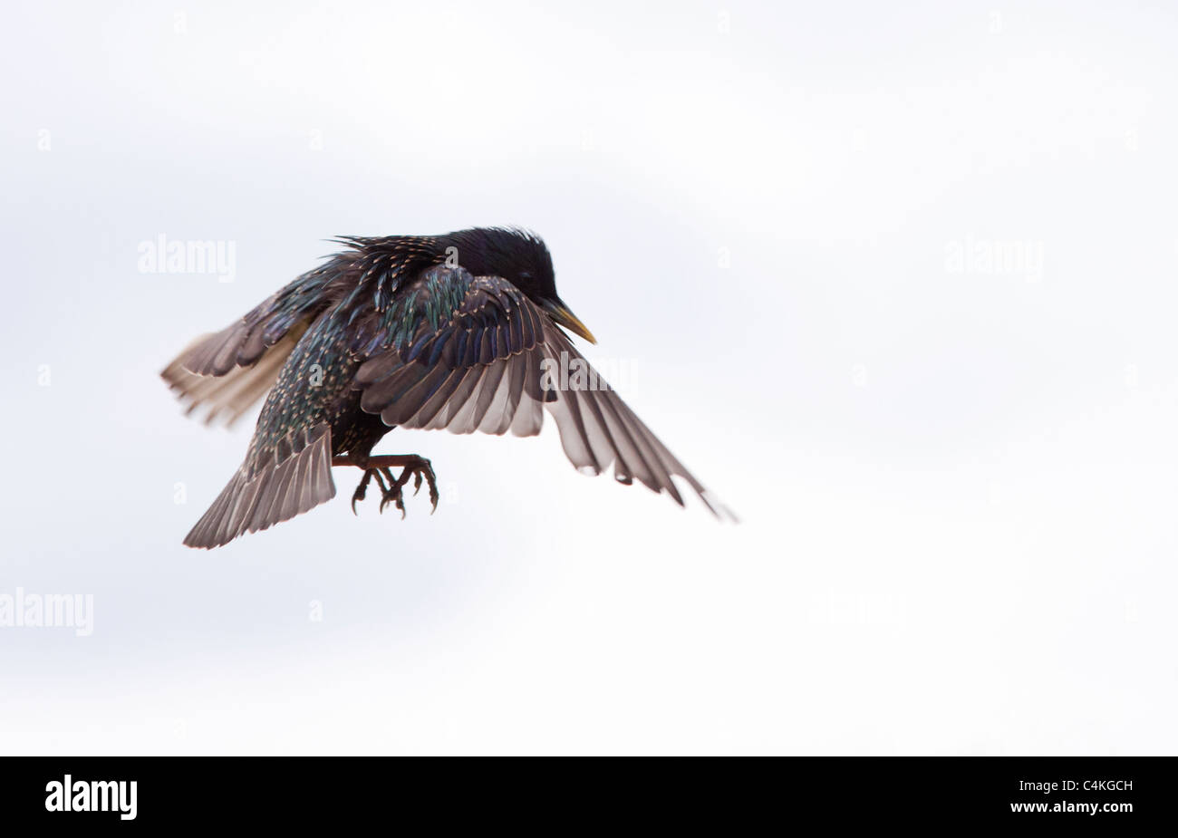 Adult Starling in flight Stock Photo - Alamy