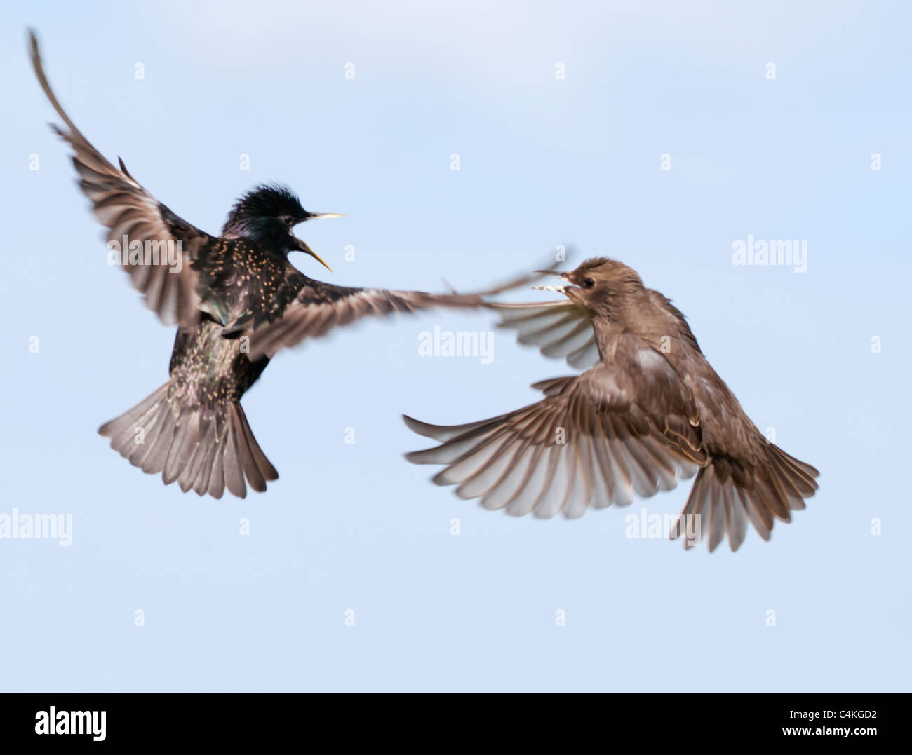 Adult and Juvenile Starlings quarrelling in flight Stock Photo - Alamy