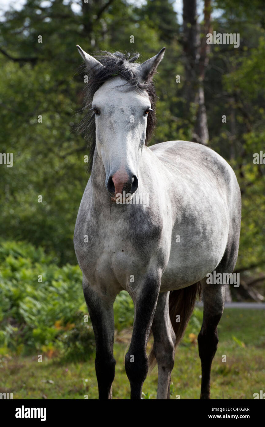 Native pony breeds hi-res stock photography and images - Alamy