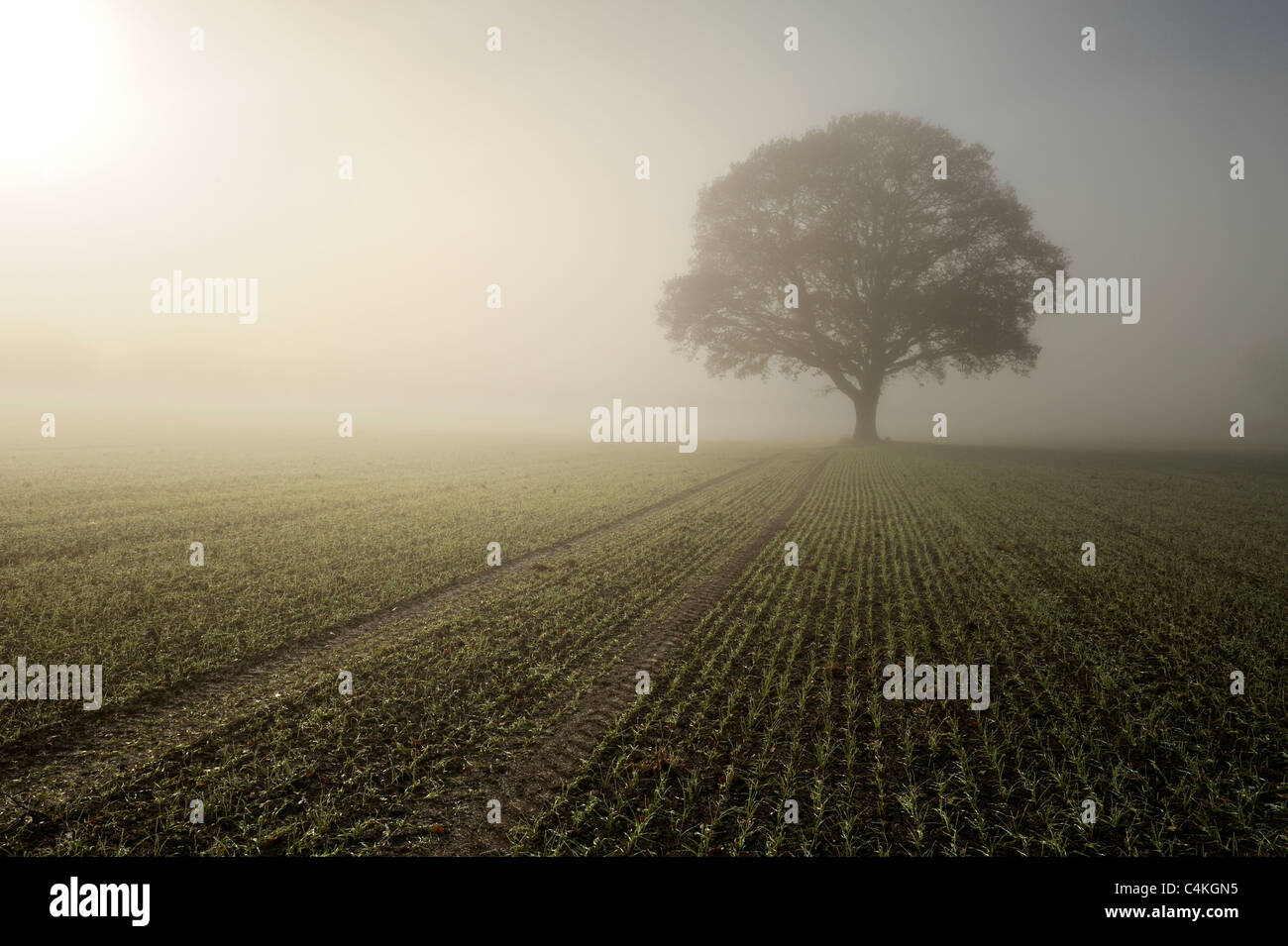 Beech tree silhouette hi-res stock photography and images - Alamy