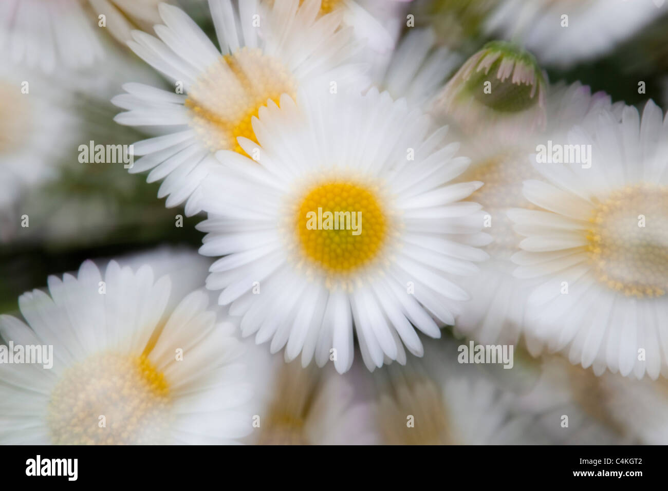 Mexican fleabane hi-res stock photography and images - Alamy
