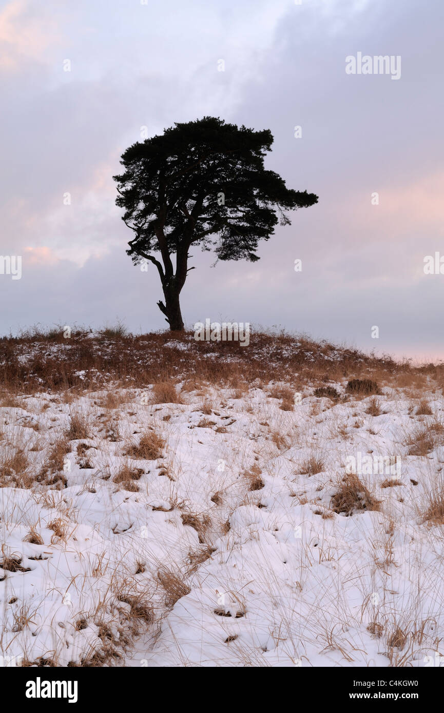 A lone Scots Pine tree (Pinus sylvestris) surrounded by snow near ...