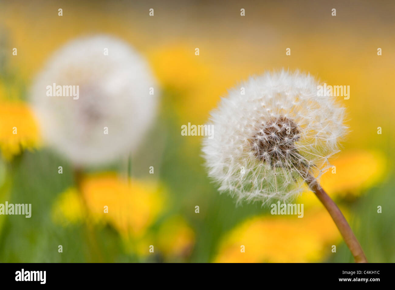 Dandelion seed head hi-res stock photography and images - Alamy