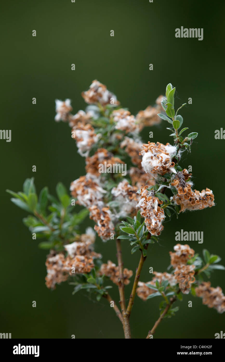 Downy willow hi-res stock photography and images - Alamy