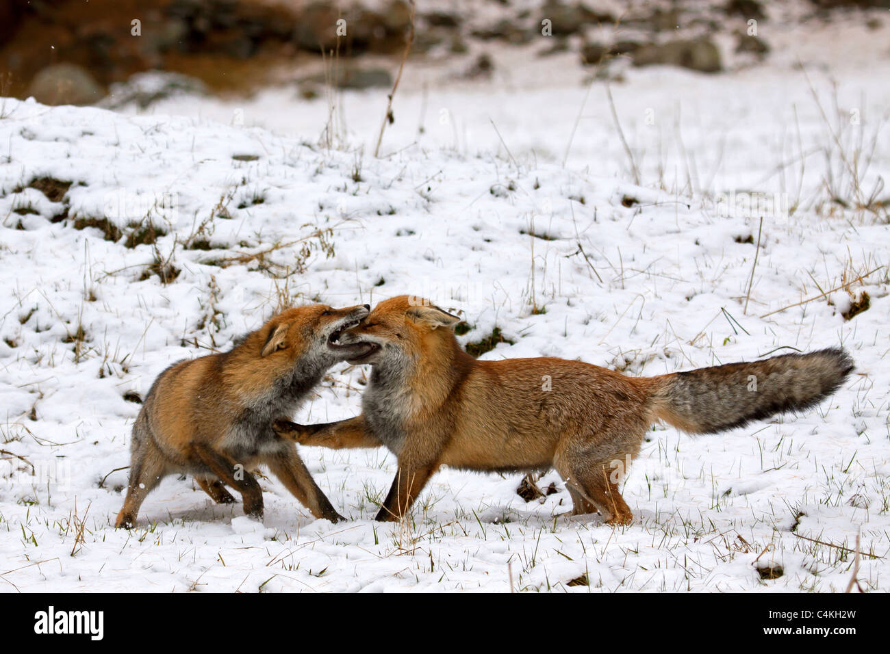Two foxes in snow hi-res stock photography and images - Alamy