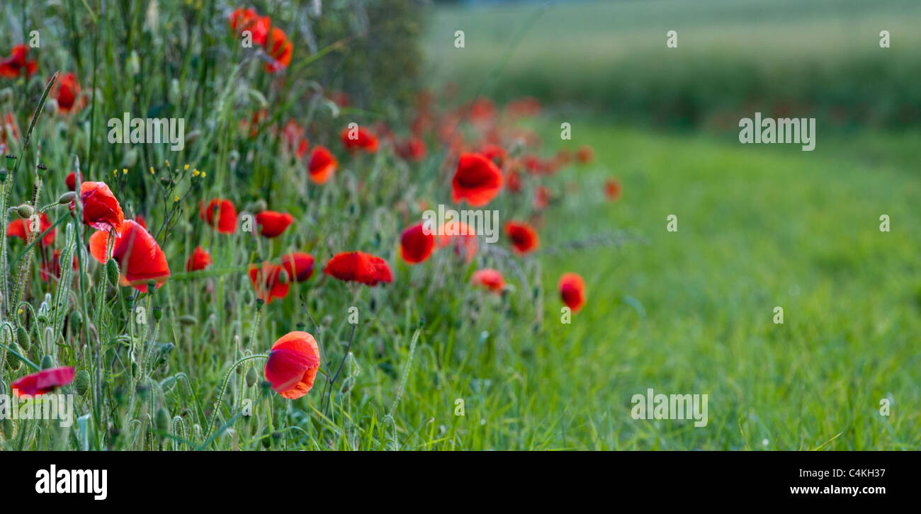 Poppies field edge hi-res stock photography and images - Alamy